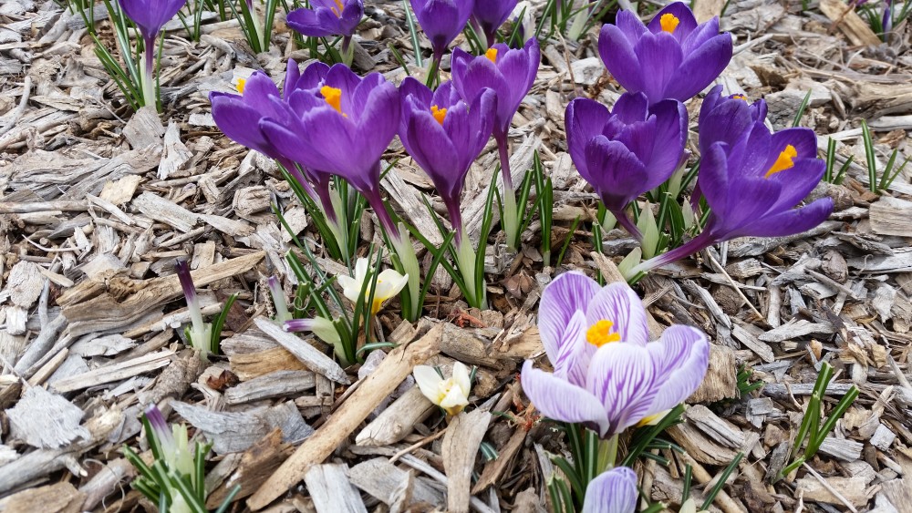 Picture of ‘Flower Record’ Crocus | Colorado Yard Care