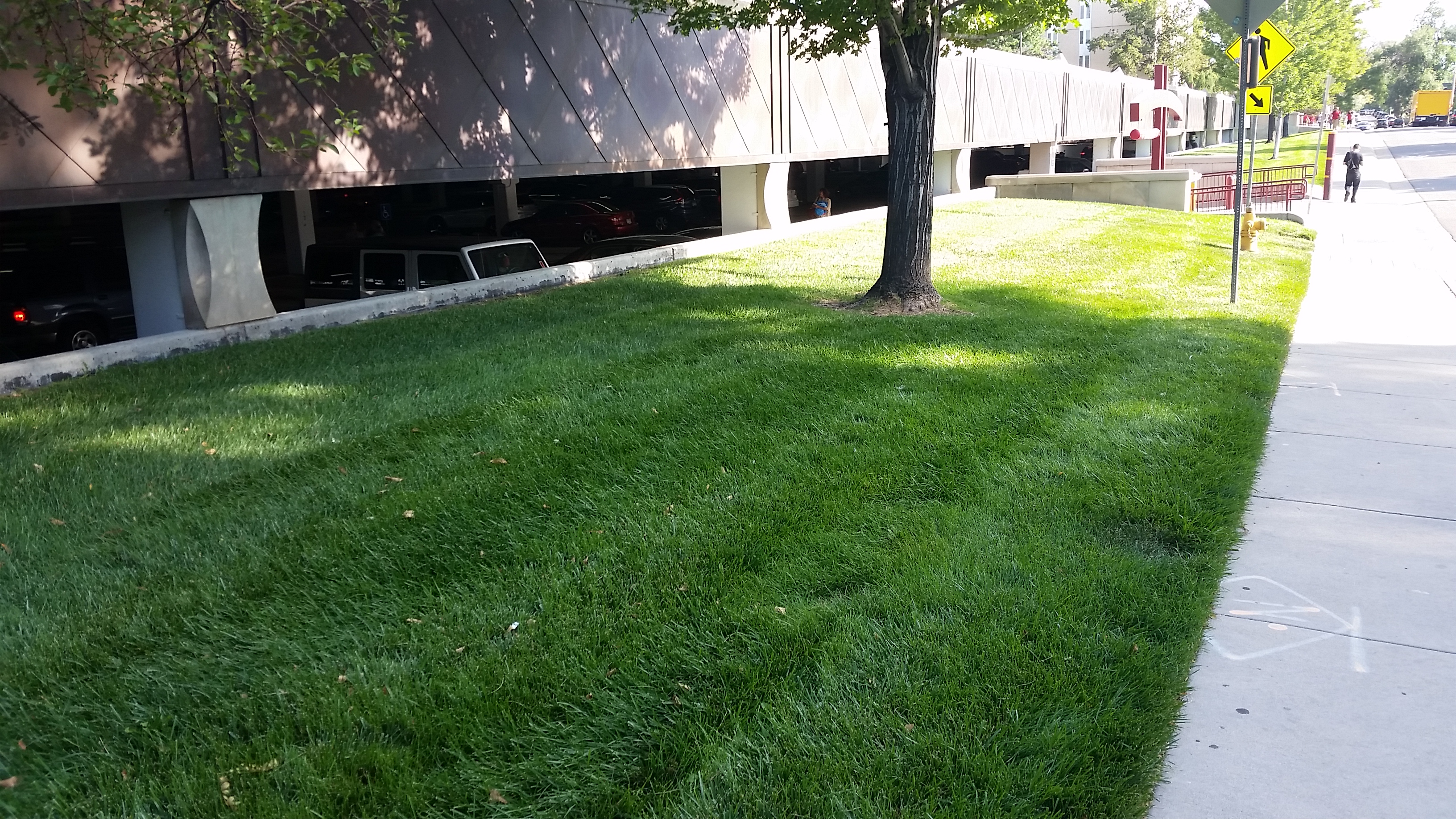 Kentucky Bluegrass | Colorado Yard Care